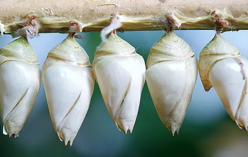 Nested Forms with Cocoon | Drifting Ruby