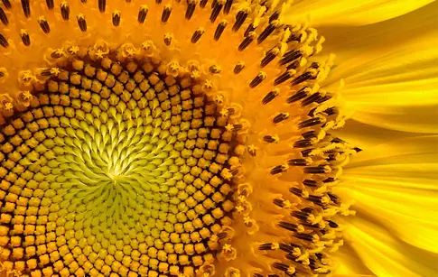 Ruby Objects and Memoization | Drifting Ruby